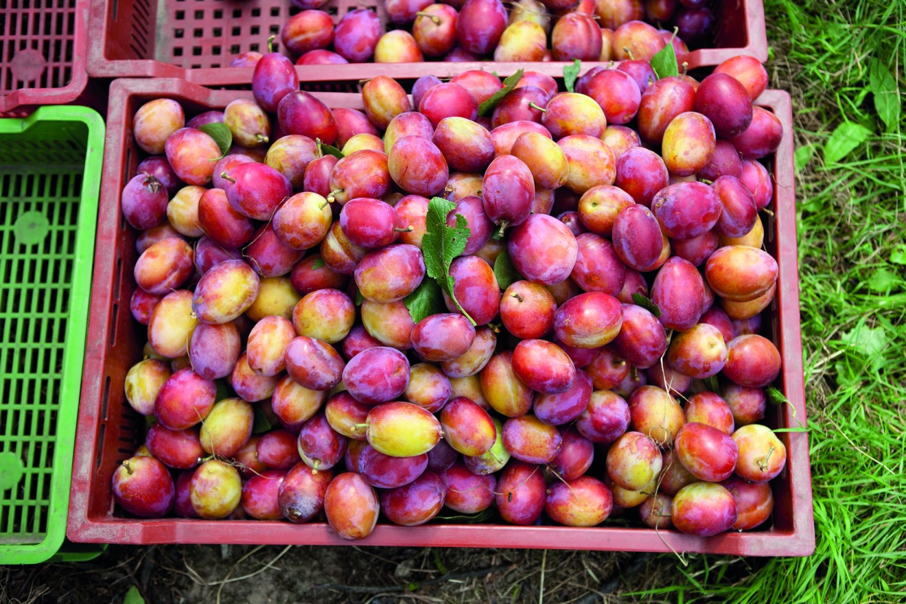 Eat Seasonally: Baked Plums on Toast with Mascarpone & Lemon – nichelle ...